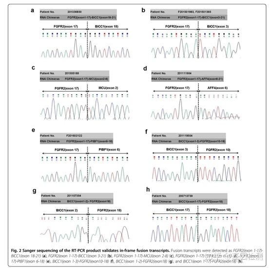 FGFR2融合之思考 - 知乎