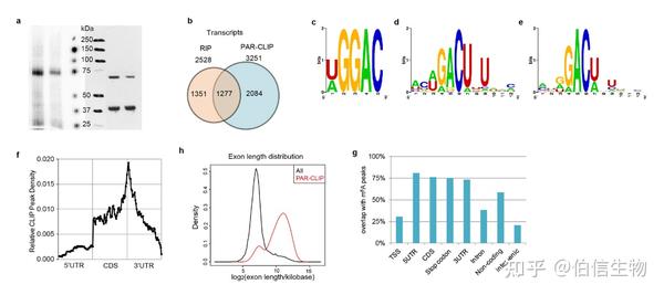 CLIP-Seq技术详解 - 知乎