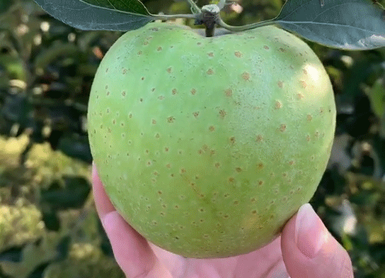 它是世界排名前五的“奇迹水果”！清脆爆汁甜到嗓子眼~ - 知乎