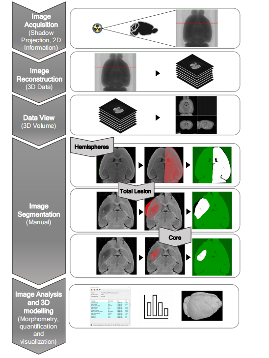 文献解读：小鼠中风模型 高分辨率micro-CT成像:从梗死表征到自动区域分割 - 知乎