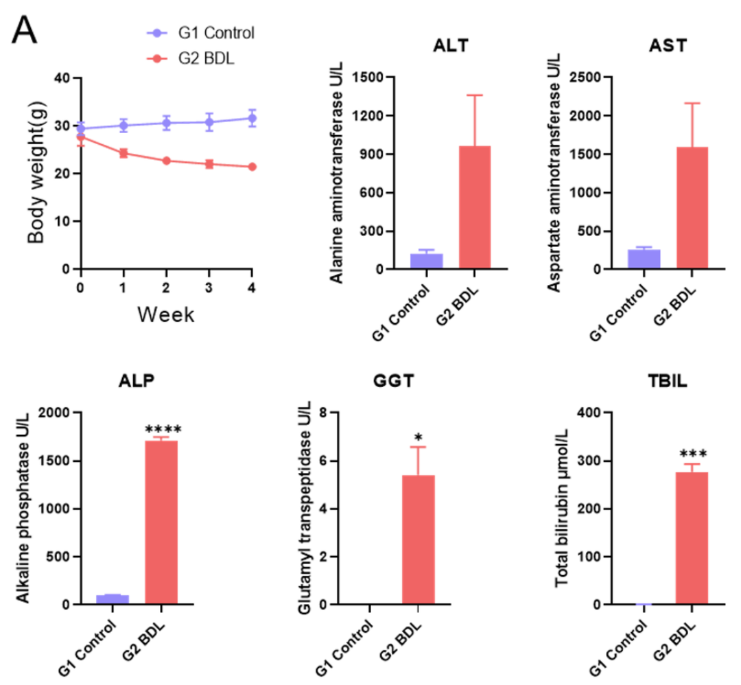 肝纤维化和肺纤维化小鼠模型 - 知乎