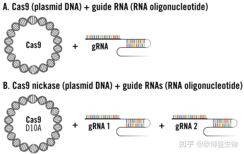 Mirus全能型转染试剂：TransIT-X2®应对多种核酸/蛋白及细胞类型 - 知乎