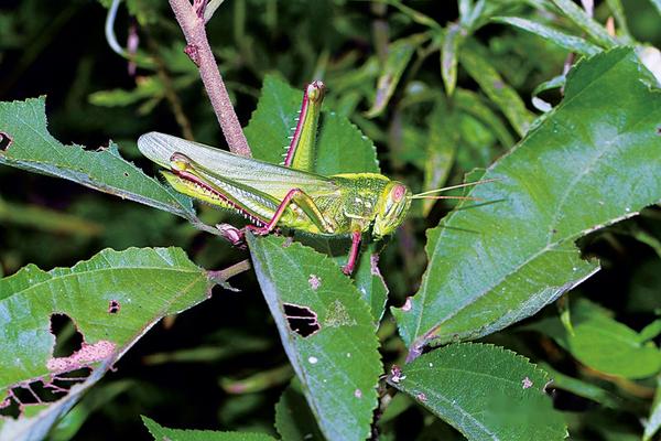 夏天的它们：认识夏虫（一） - 知乎