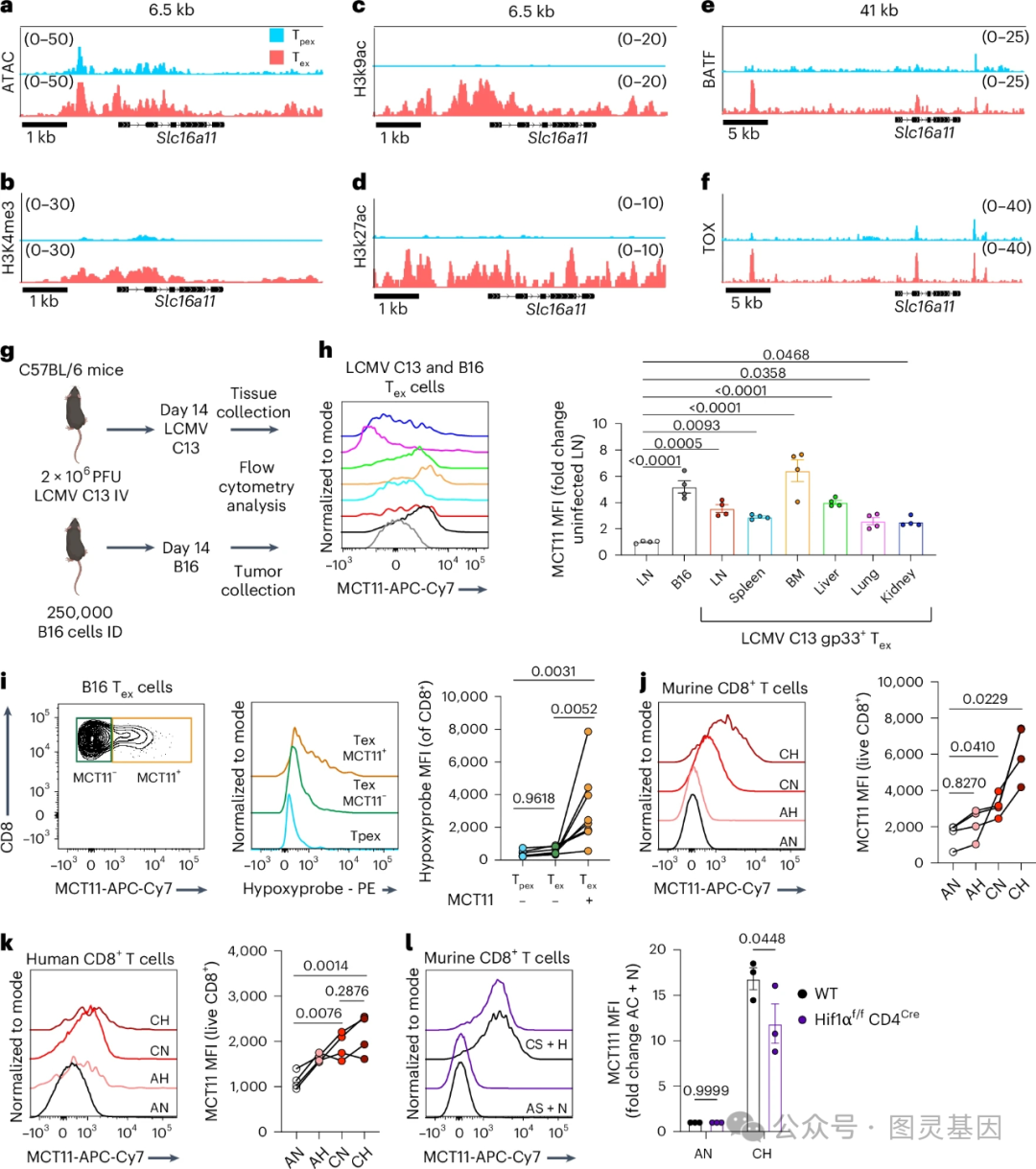 Nat Immu | 揭示T细胞衰竭机理，有望通过代谢通路改变重振免疫系统 - 知乎