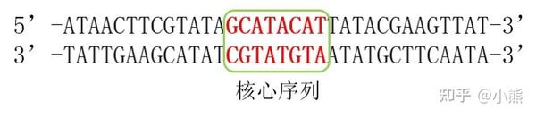 Cre-loxp系统简单介绍 - 知乎