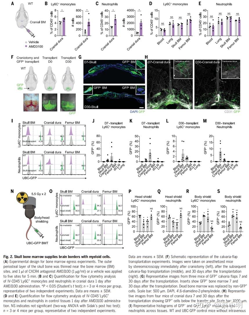 NID111_Skull bone marrow is myeloid cell reservoir for the meninges and ...