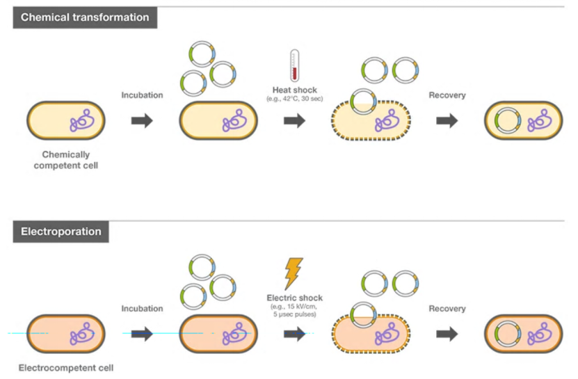 感受态细胞的制备与转化 - 知乎