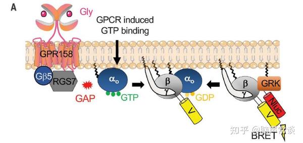 情绪相关受体-GPR158的发现可能成为抗抑郁新靶点 - 知乎