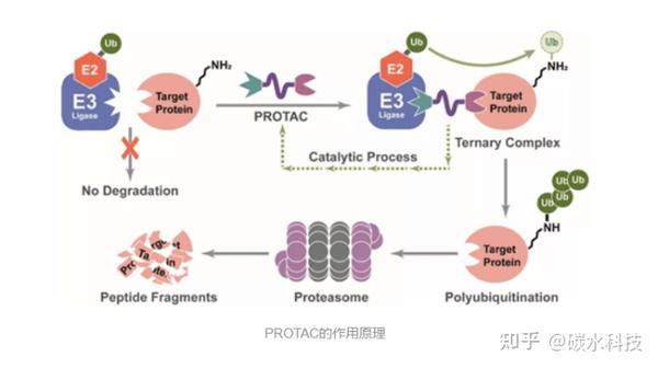 E3连接酶配体-linker偶联物| E3连接酶配体连接子偶联物 | 碳水科技（Tanshtech） - 知乎