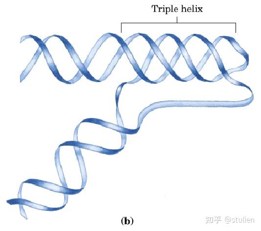 分子生物学回顾——染色体与DNA - 知乎