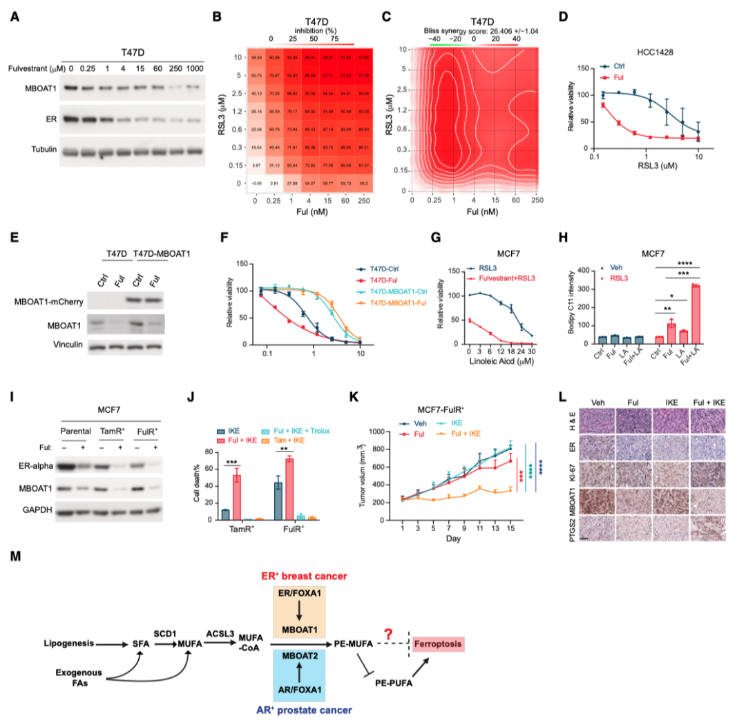Cell 丨铁死亡监测独立于 GPX4 且受性激素的差异调节 - 知乎