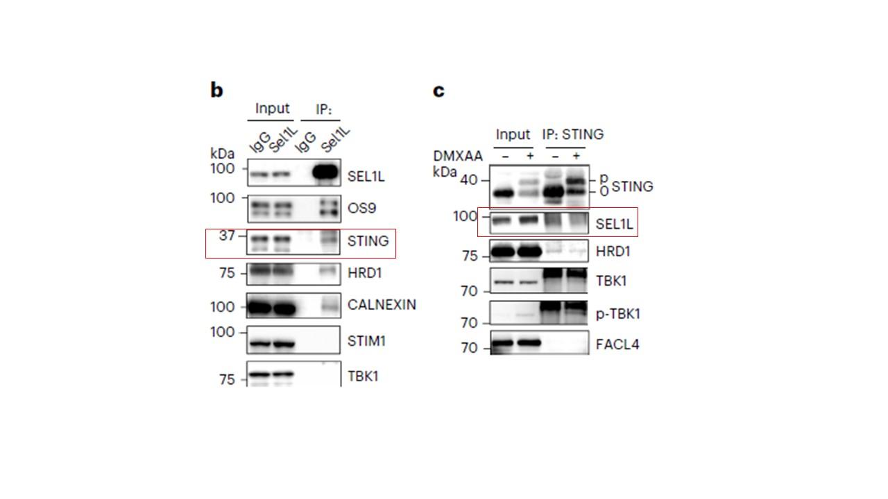 蛋白被E3ligase泛素化可以做哪些实验 - 知乎