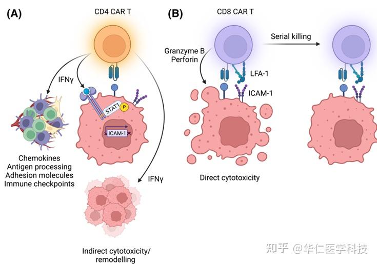 CAR-T细胞的体内命运 - 知乎