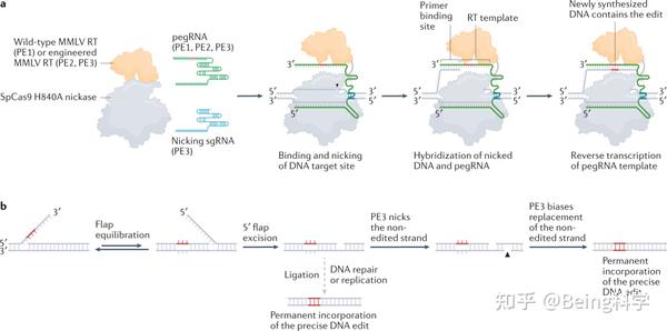 综述 | David Liu 深度解析精确基因组编辑技术—先导编辑 - 知乎