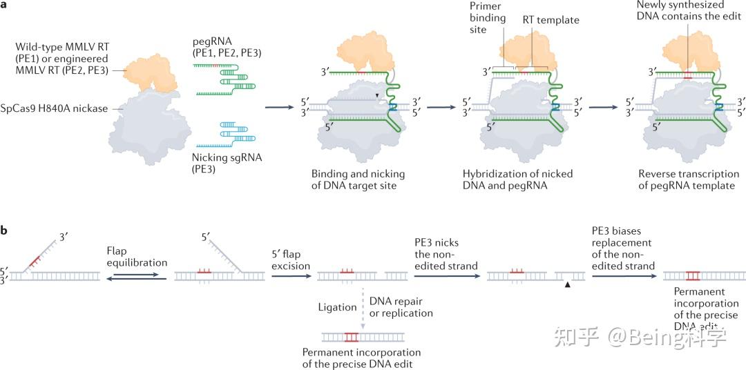 综述 | David Liu 深度解析精确基因组编辑技术—先导编辑 - 知乎
