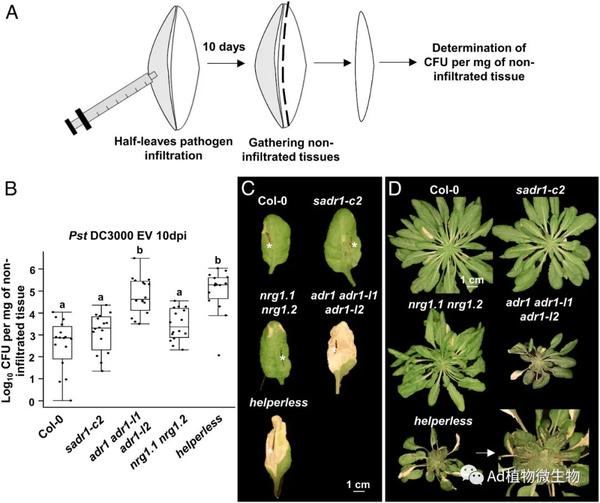 PNAS | 北卡教堂山分校Dangl团队研究揭示拟南芥免疫中TIR结构域的更广泛功能! - 知乎