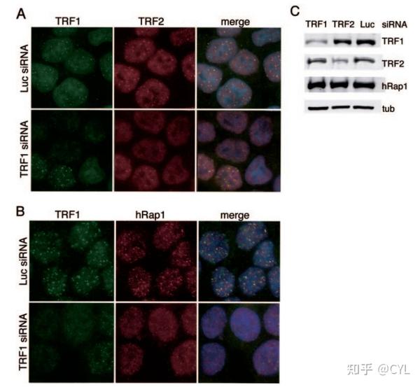 【文献翻译】TIN2同时结合TRF1和TRF2并稳定端粒上的TRF2复合物 - 知乎