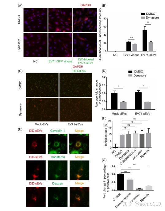 AbMole科研-EV71利用小细胞外囊泡穿过血脑屏障通过胞吞感染中枢神经系统 - 知乎