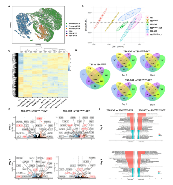 Sci. Adv. | Stereo-seq揭示肾上腺髓质素在胎盘发育和早发型子痫前期发病机制中的作用 - 知乎