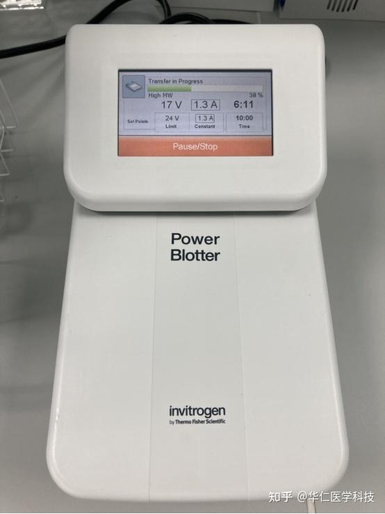 科研小白的进阶之路（1）——Western Blot实验教程 - 知乎