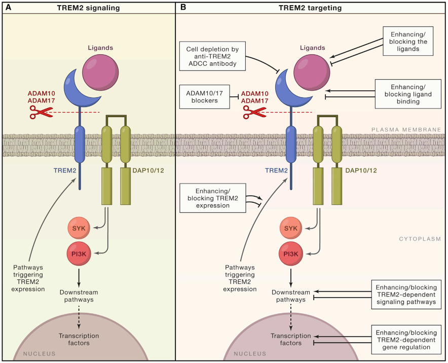【明星靶点TREM2】盘点TREM2对AD、肥胖症、癌症以及心脏疾病的作用机制 - 知乎