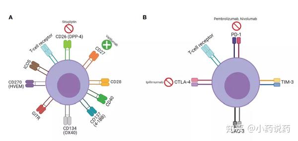 肿瘤免疫治疗中的CD27-CD70轴 - 知乎