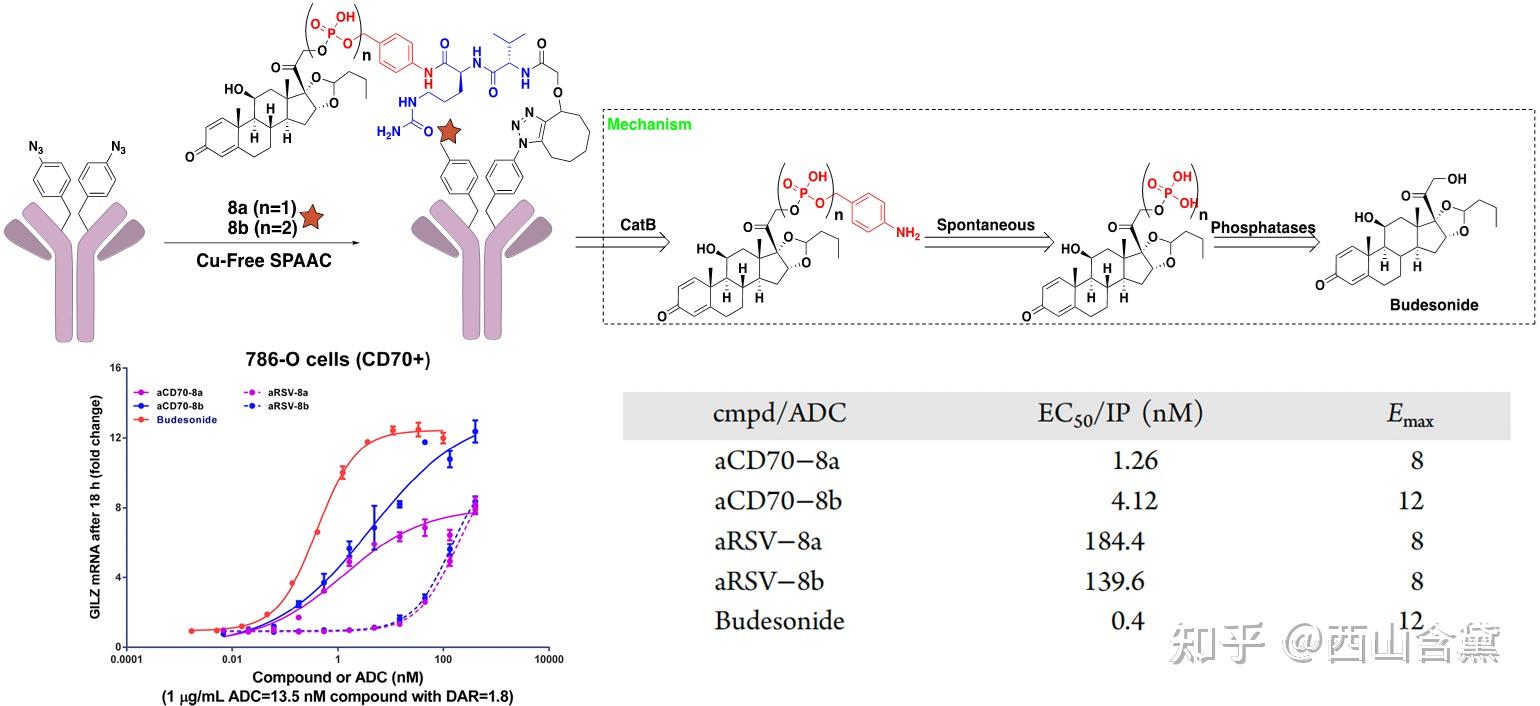 ADC有效载荷之甾体类化合物(一) - 知乎