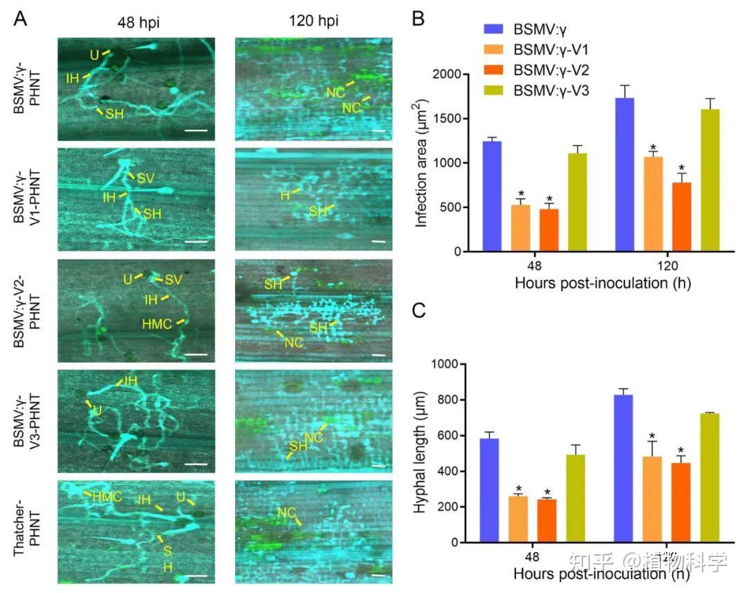 河北农大揭示NAC类转录因子与叶锈菌效应蛋白互作机制 - 知乎