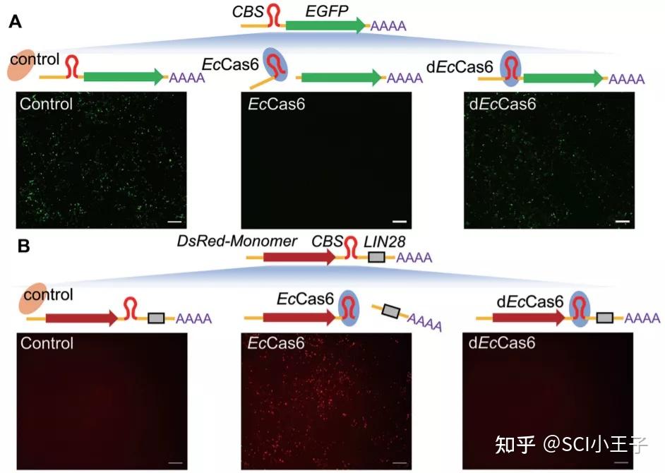 沉默6年，河北科技大学韩春雨团队开发新的RNA成像工具，在RNA成像领域有重大潜在应用 - 知乎