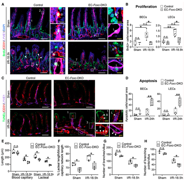 EMBO Reports丨内皮细胞 FOXC1 和 FOXC2 促进缺血再灌注损伤后的肠道再生 - 知乎
