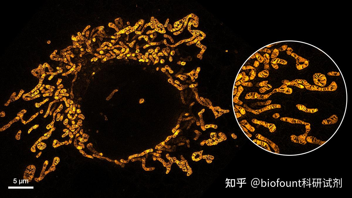 PKMito Orange；黄色低光毒性线粒体探针 - 知乎