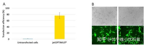 干细胞和神经细胞转染利器--jetOPTIMUS之干细胞应用篇 - 知乎