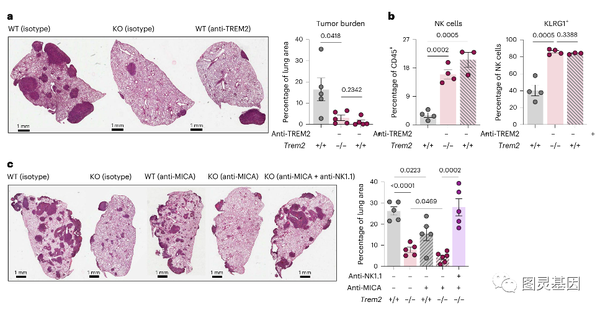 Nat Immu | 巨噬细胞抑制肺癌中NK细胞的募集和激活 - 知乎