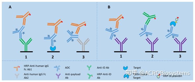 抗Payload抗体：助力ADC药物表征 - 知乎