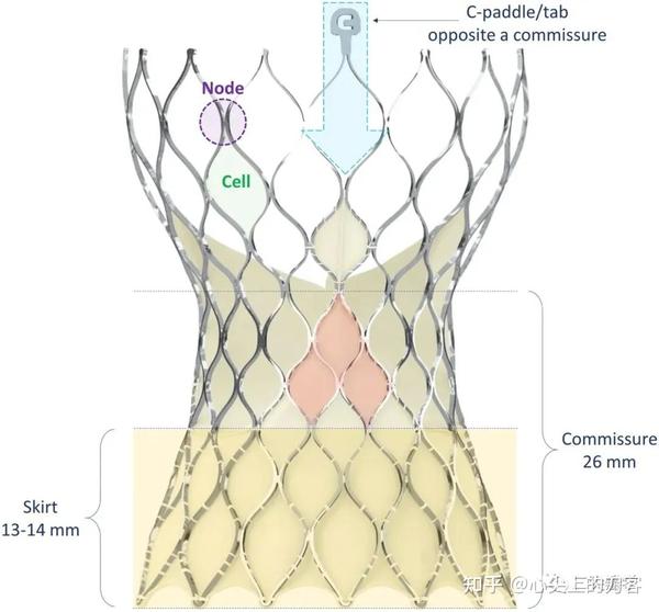 连合对齐（Commissural Alignment）：原理、定义、技术和结果（中） - 知乎