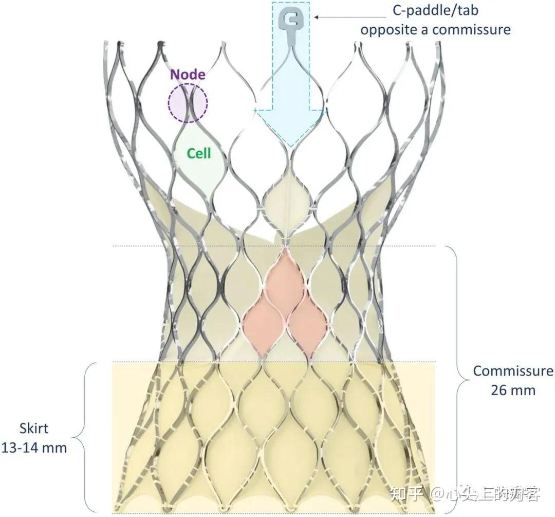 连合对齐（Commissural Alignment）：原理、定义、技术和结果（中） - 知乎