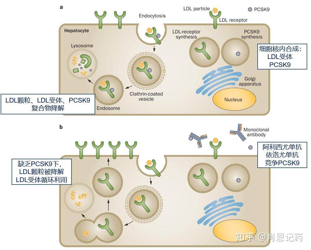如何记住所有FDA批准生物药？| PCSK9抑制剂 | 波立达®阿利西尤单抗、瑞百安®依洛尤单抗 | 治疗高胆固醇血症 - 知乎
