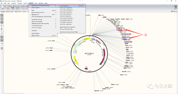 技巧（1）——利用SnapGene构建载体，模拟基因克隆，酶切，连接及电泳检测 - 知乎