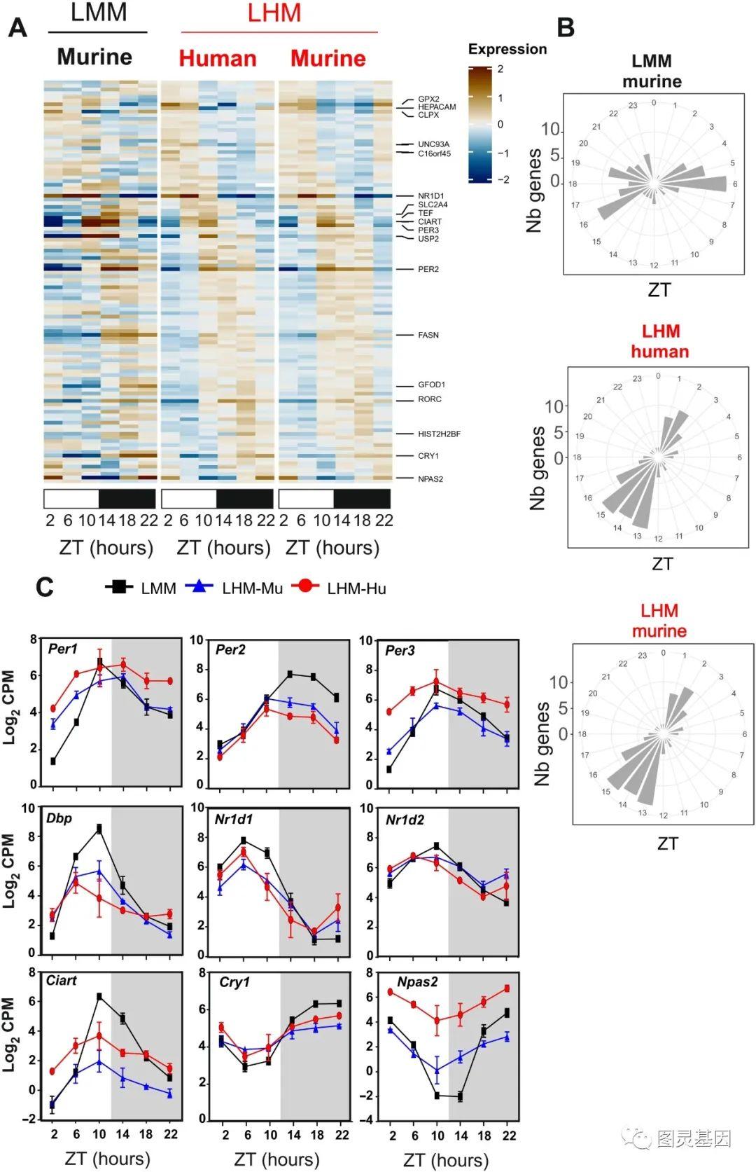 Sci Adv | 肝细胞影响人体生物钟 - 知乎