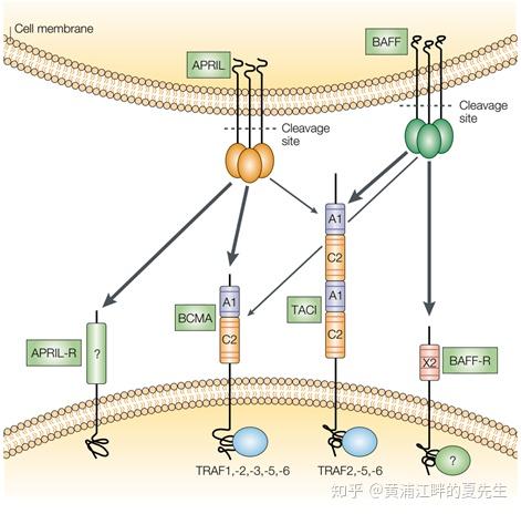 BCMA靶点与多发性骨髓瘤的治疗 - 知乎