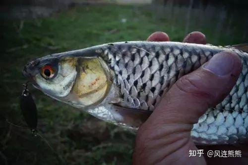赤眼鳟（74）：红眼睛的‘野草鱼’ - 知乎