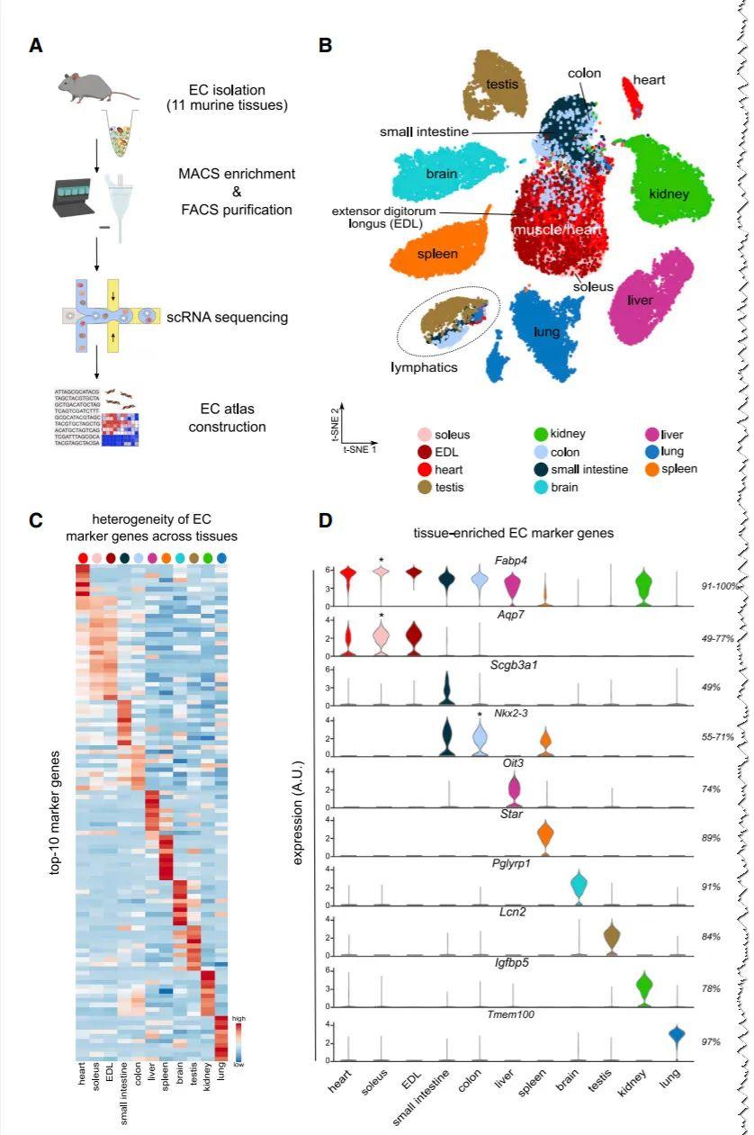 Cell | 小鼠内皮细胞单细胞转录组图谱（详解） - 知乎