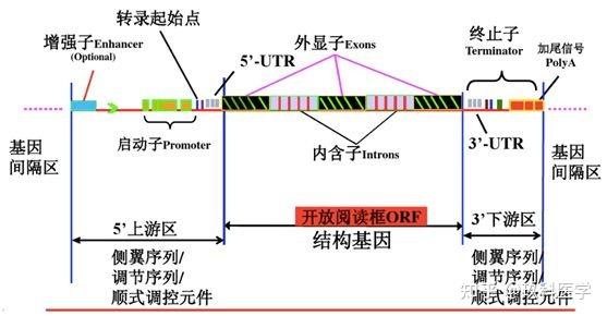 【生信实操】一文教会你查找基因的启动子以及预测转录因子结合位点 - 知乎