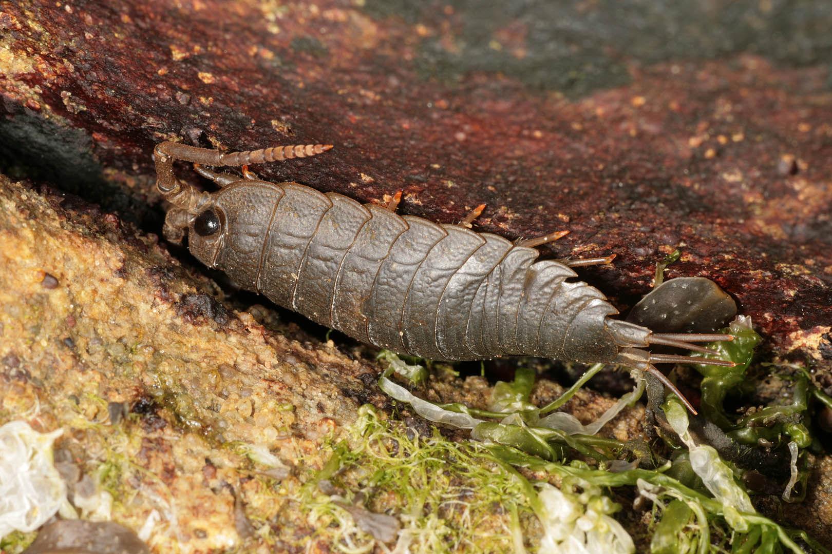 陆地上有，海里也有——稀奇古怪的“海某某”无脊椎动物 - 知乎