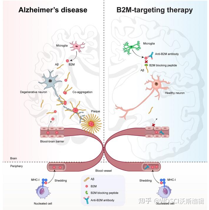 Nat Neurosci | 厦门大学发现阿尔茨海默病的潜在治疗新靶点 - 知乎