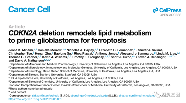 Can Cell | CDKN2A基因缺失重塑脂质代谢，诱发胶质母细胞瘤铁死亡 - 知乎