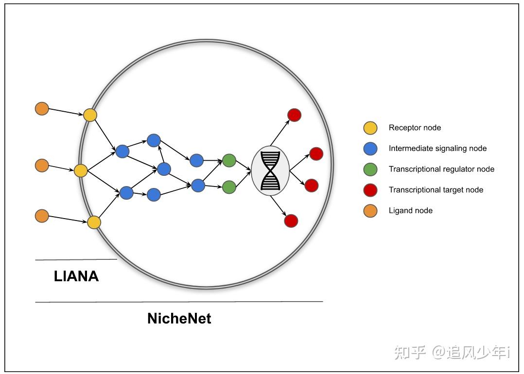10X单细胞（10X空间转录组）细胞通讯分析联合大全 - 知乎