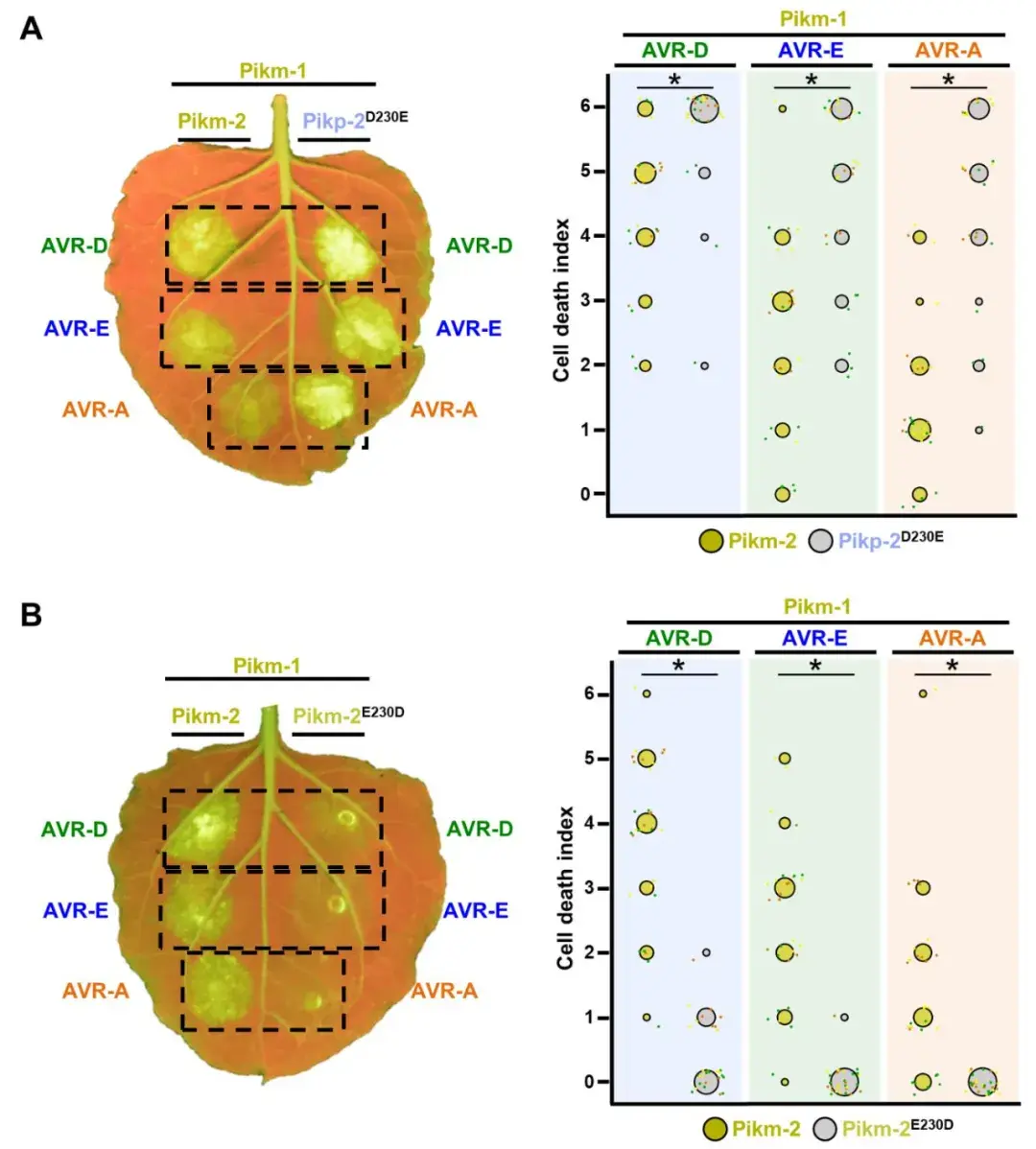 eLife | 研究揭示功能多样化导致水稻免疫受体的等位基因特异化！ - 知乎