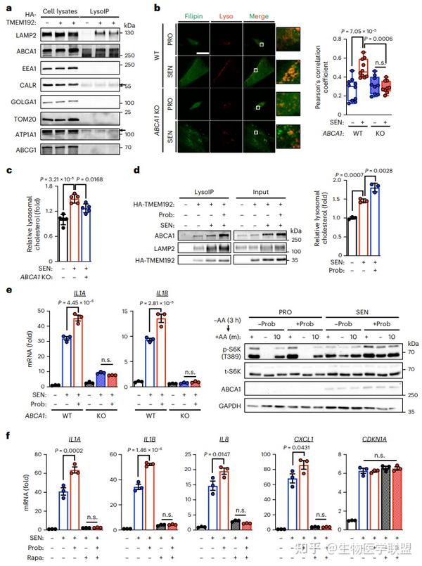 Nature metabolism| ABCA1通过调节胆固醇代谢调节mTORC1活性参与衰老和炎症反应 - 知乎
