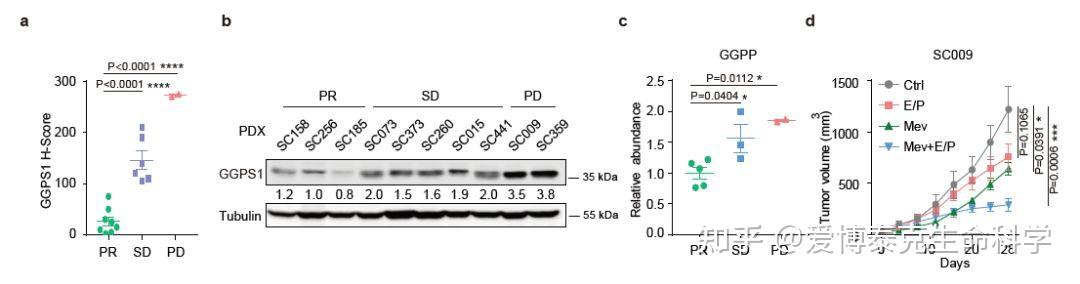 季红斌课题组Nature Cancer揭示小细胞肺癌化疗耐药的新机制 - 知乎